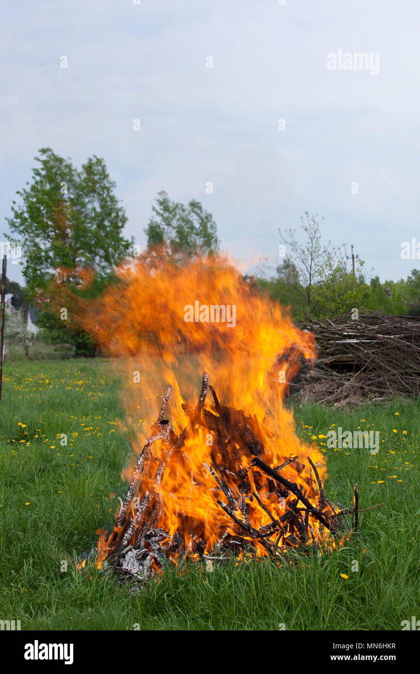 Flammable tree hi-res stock photography and images - Alamy