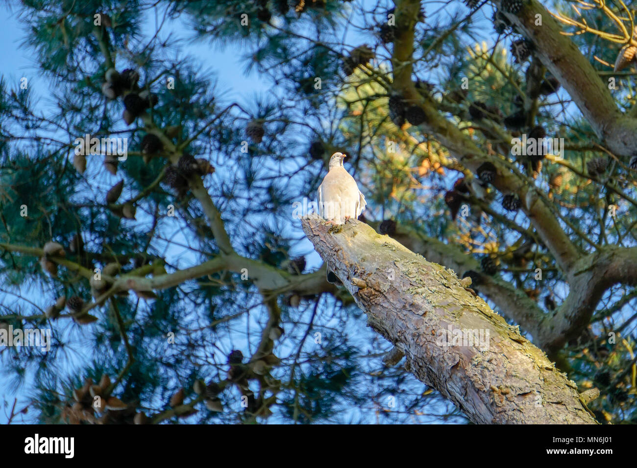 Forest pigeons on tree branch hi-res stock photography and images - Alamy