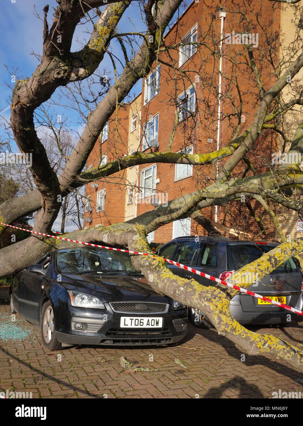 Tree branch fallen on car hi-res stock photography and images - Alamy