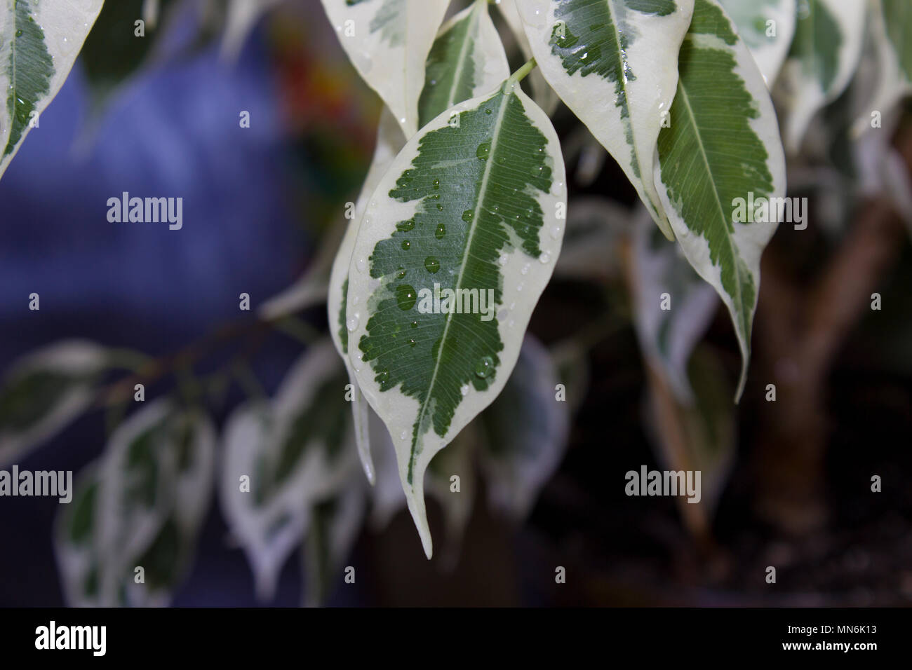 Home plante hi-res stock photography and images - Alamy