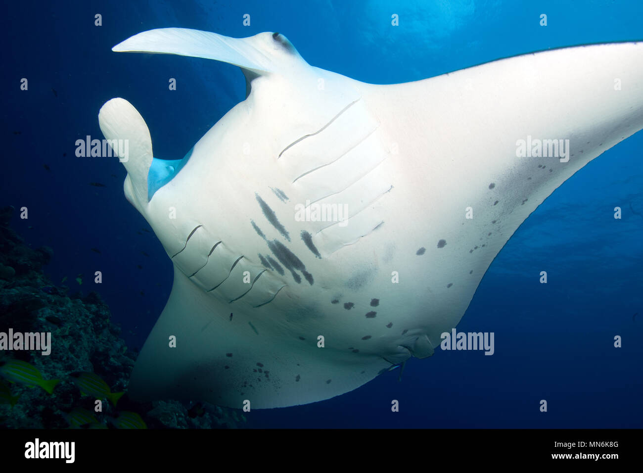 Malediven Manta High Resolution Stock Photography and Images - Alamy