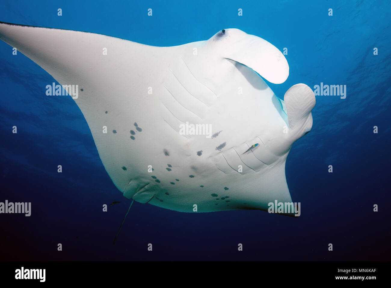 Mantaray | Manta | Mantarochen Stock Photo - Alamy