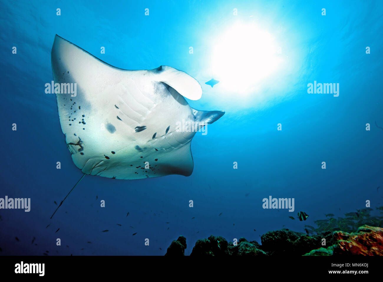 Mantarochen Stock Photos & Mantarochen Stock Images - Alamy