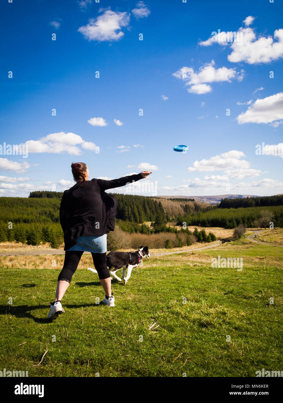 Woman throwing a frizbee for her dog on a Welsh hillside Stock Photo ...