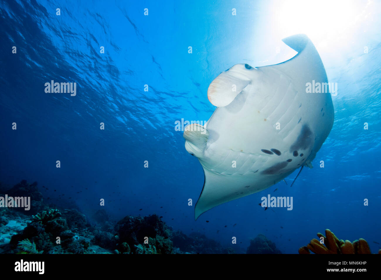 Manta malediven hi-res stock photography and images - Alamy