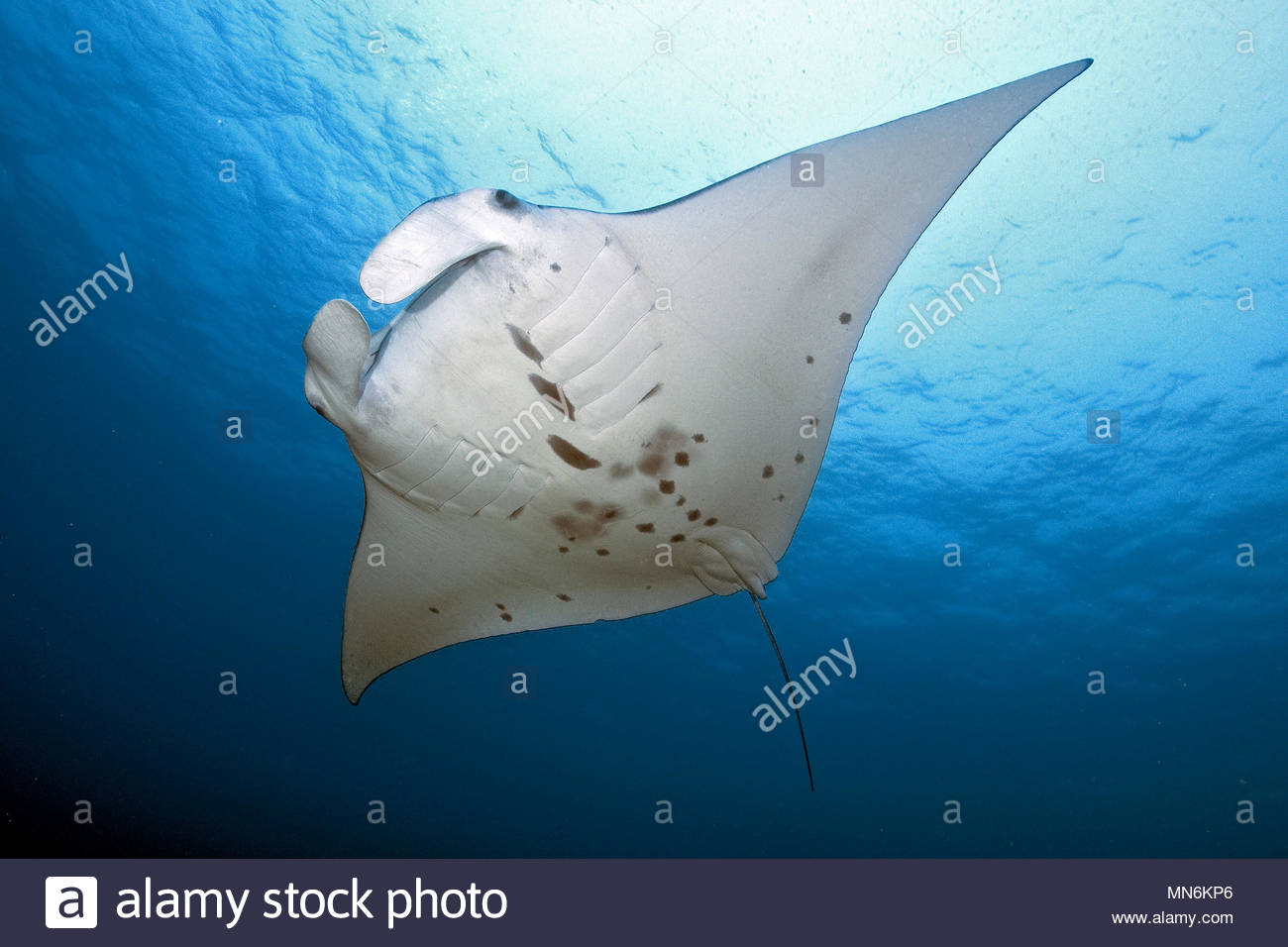 Malediven Manta High Resolution Stock Photography and Images - Alamy