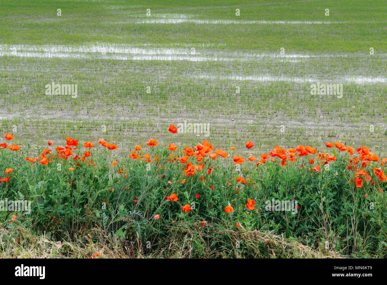 Red poppies on foreground to a rice paddy field Stock Photo - Alamy