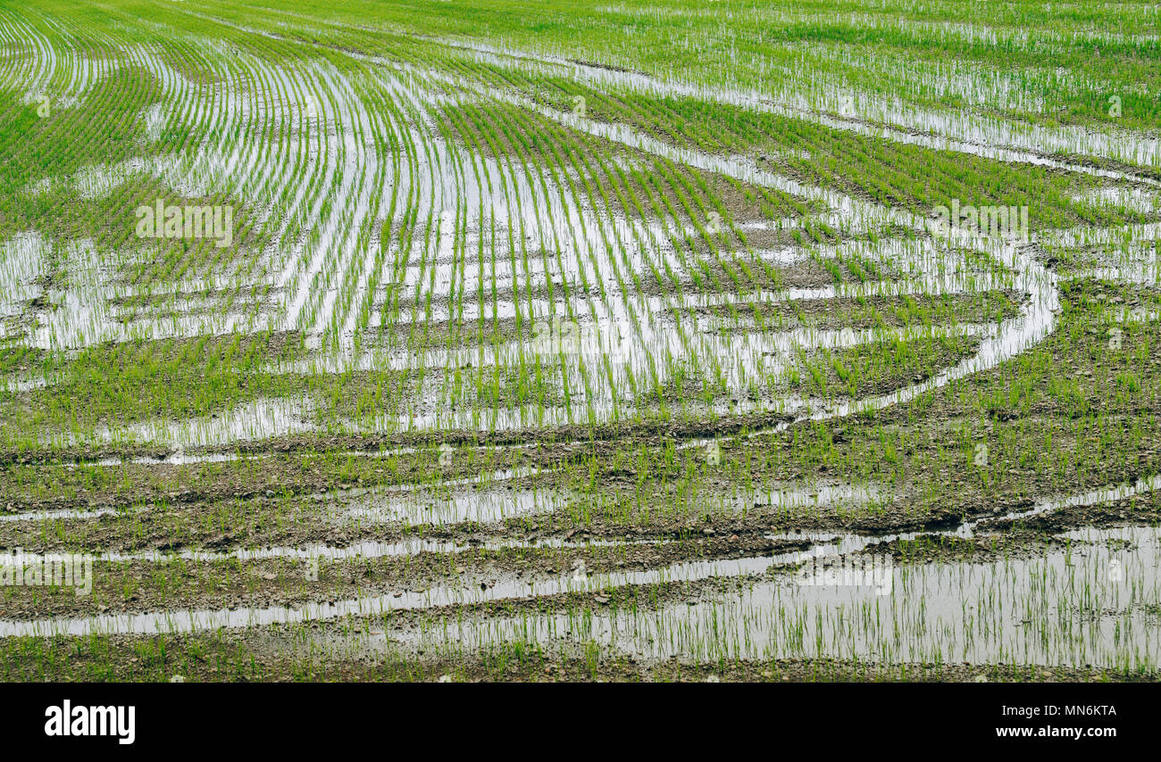 Flooded Rice paddy fields in rural Lombardy, Italy Stock Photo - Alamy