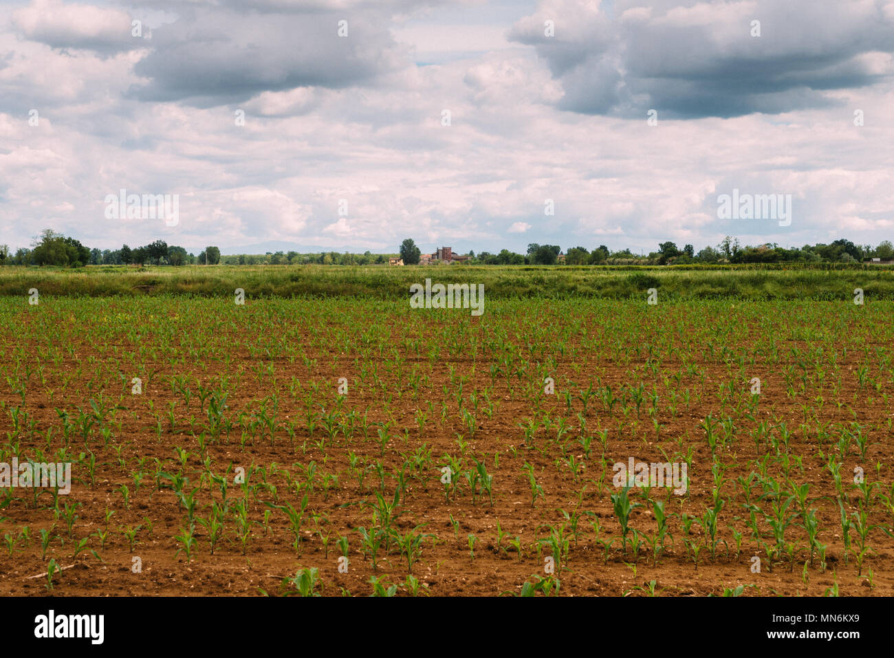 Rice paddy italy hi-res stock photography and images - Alamy