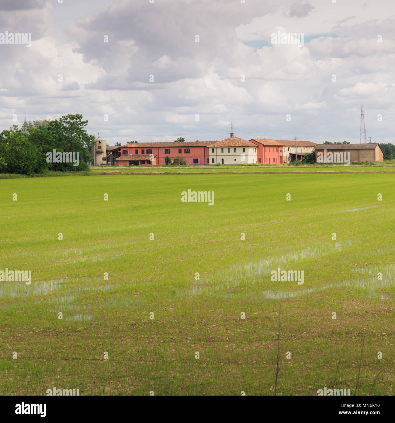 Flooded Rice paddy fields in rural Lombardy, Italy Stock Photo - Alamy