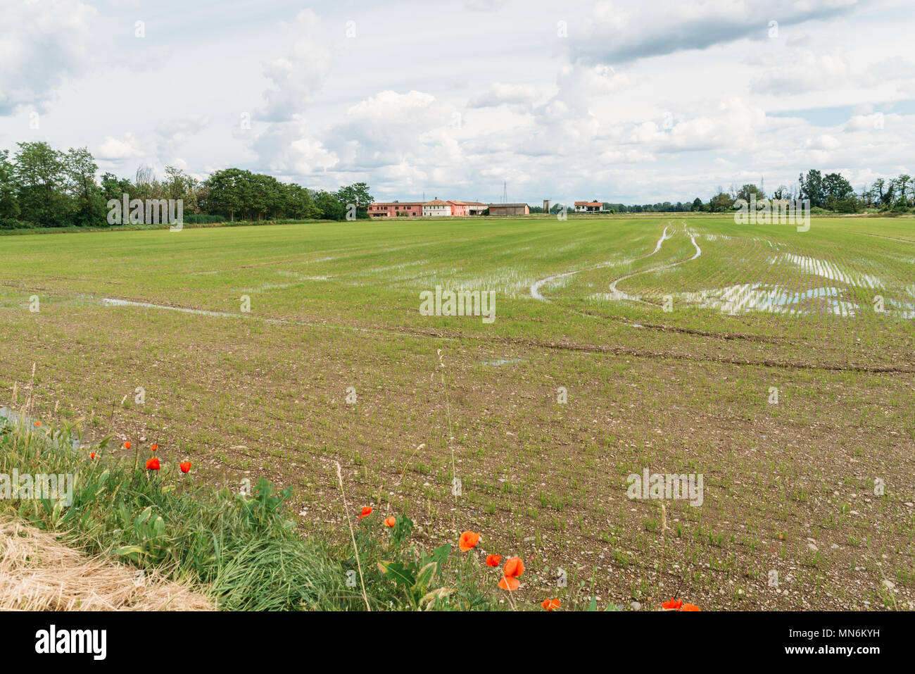 Red poppies on foreground to a rice paddy field Stock Photo - Alamy