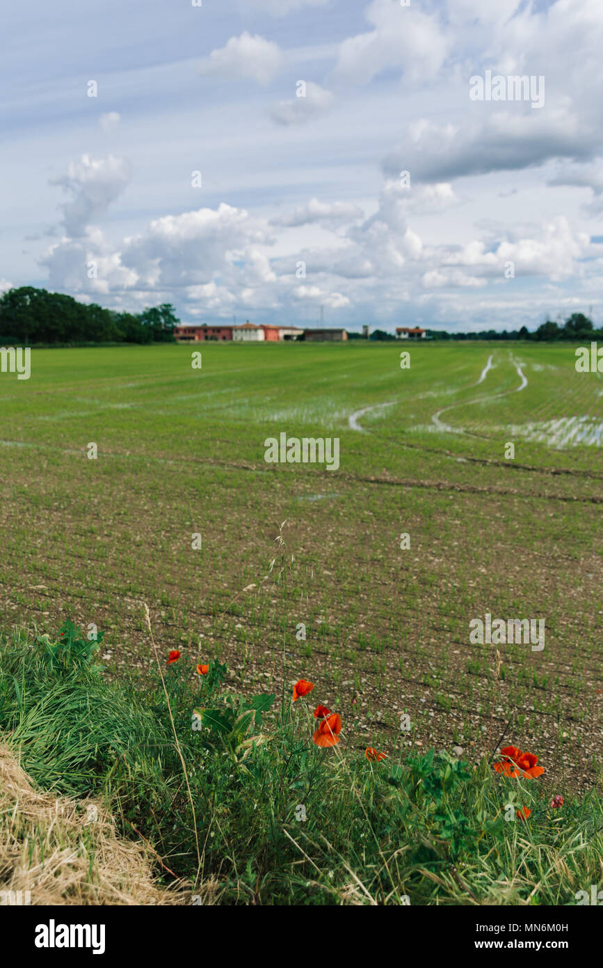 Red poppies on foreground to a rice paddy field Stock Photo - Alamy