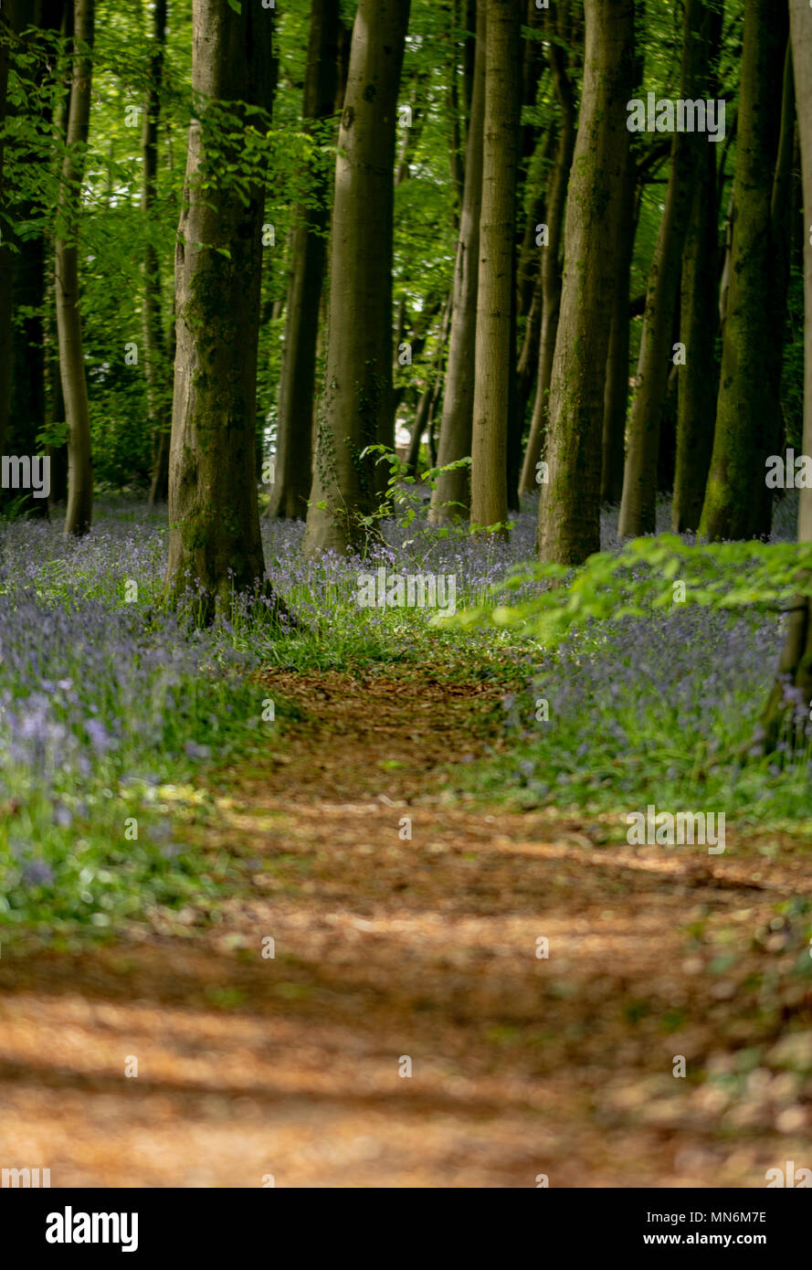 A path through the bluebell woods Stock Photo - Alamy