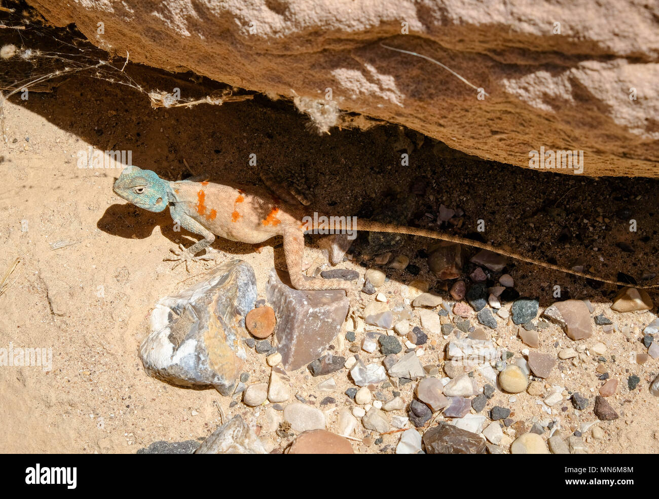 Jordan gecko hi-res stock photography and images - Alamy