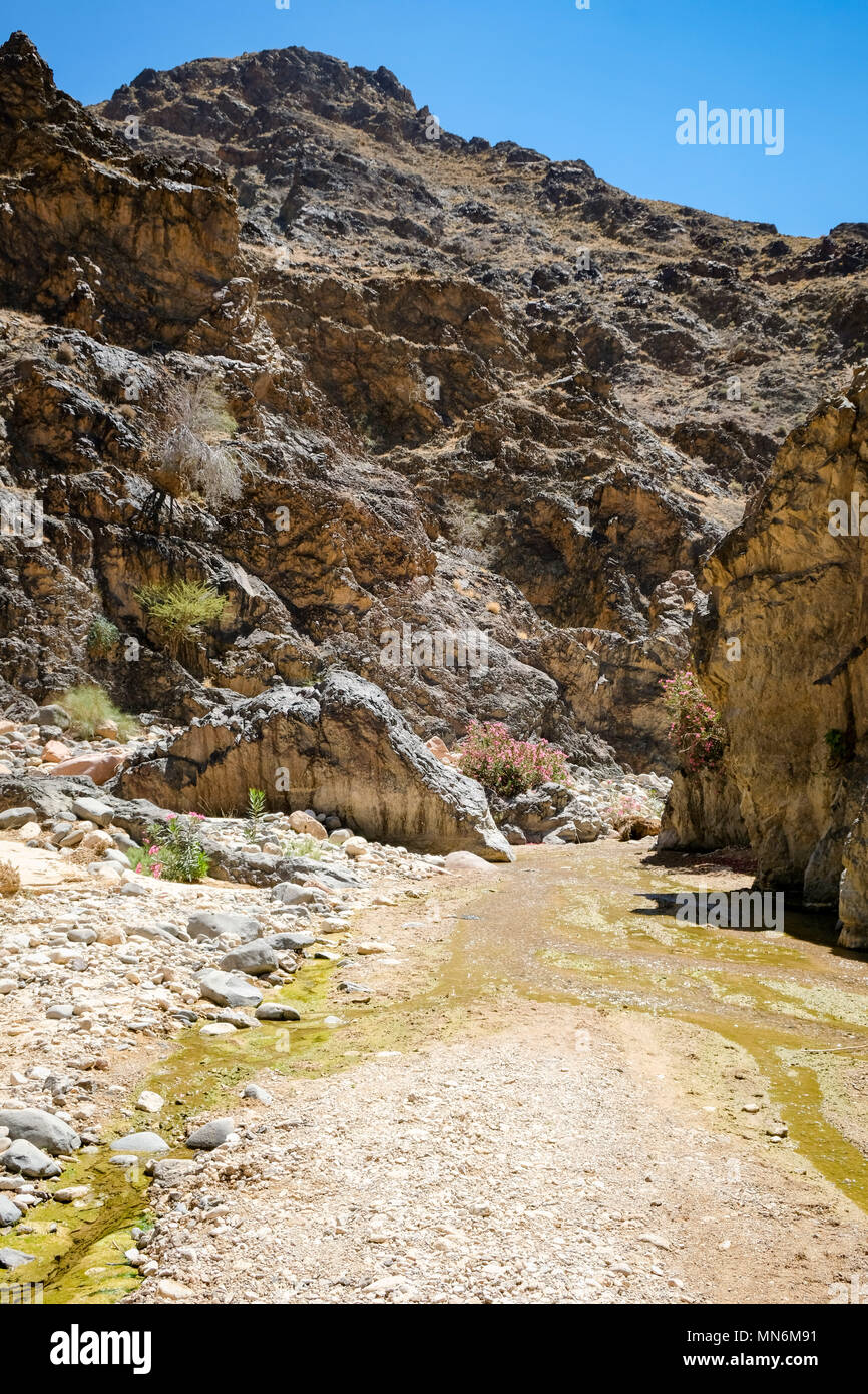 River flowing in a sunny wadi Stock Photo - Alamy