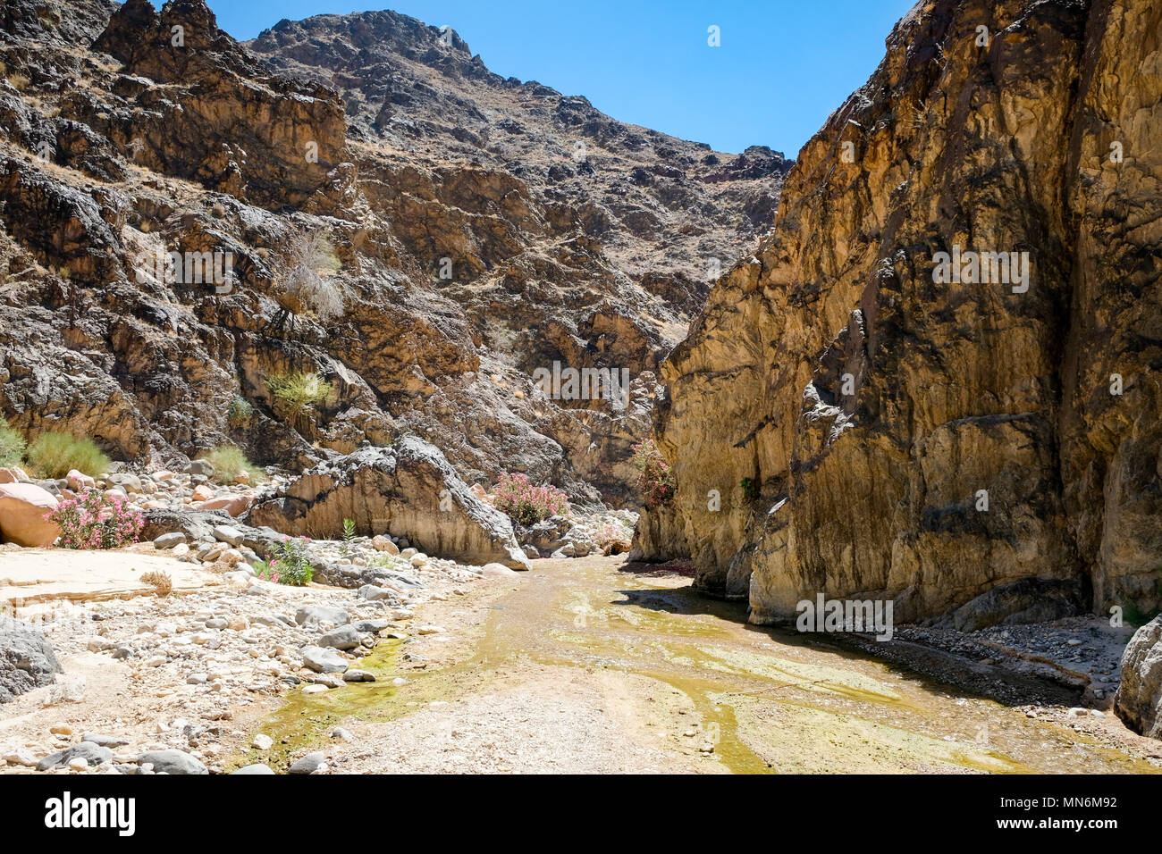 River flowing in a sunny wadi Stock Photo - Alamy
