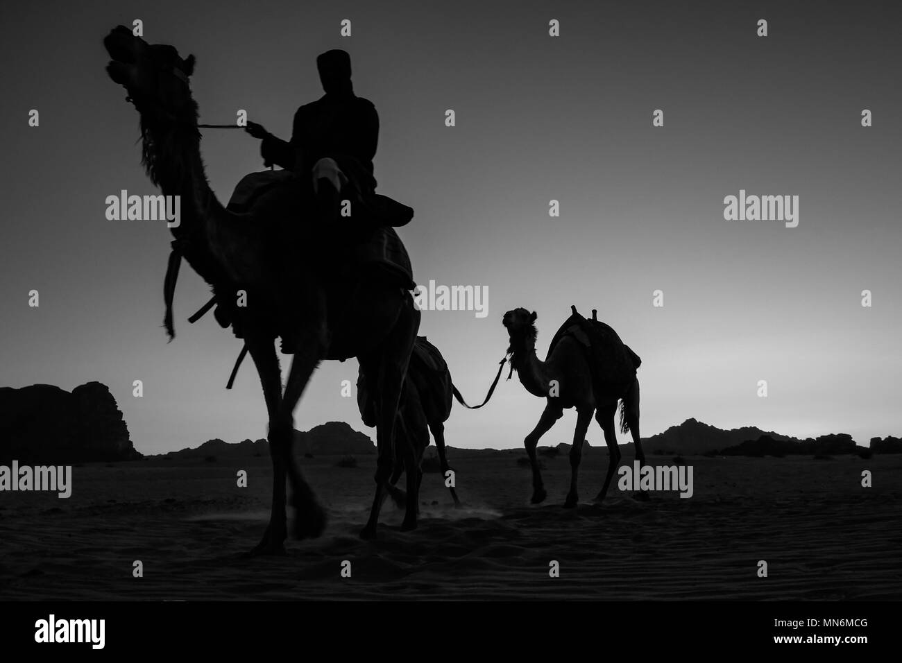 Bedouin and his camel with sunset background Stock Photo - Alamy
