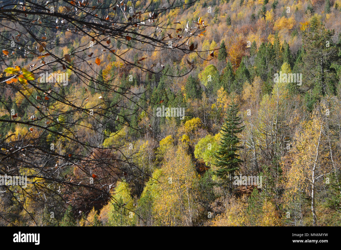 Autumn colors in the mixed forests of Posets-Maladeta Natural Park ...