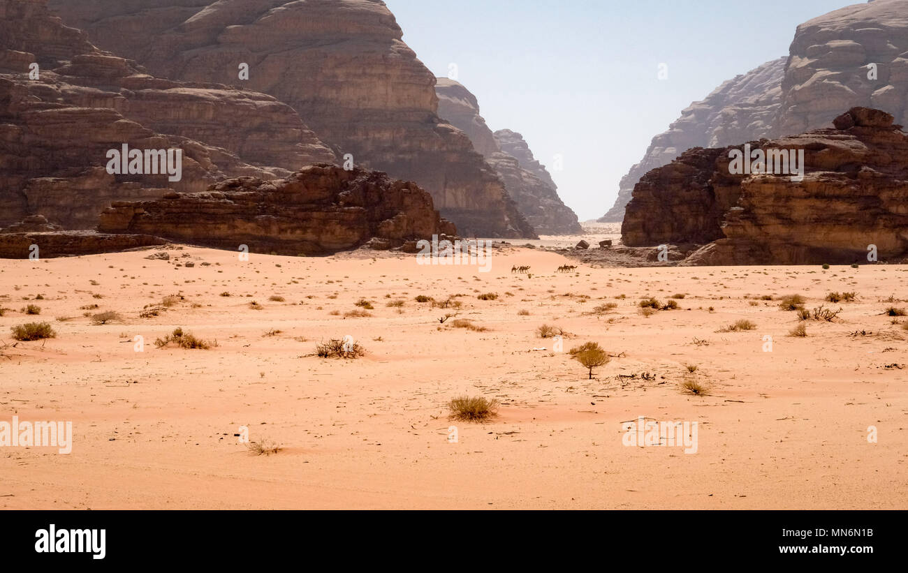 Wadi Rum is a spectacularly scenic desert valley cut into the sandstone ...