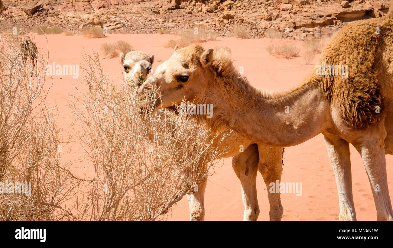 Camel eating breakfast in the desert of Wadi Rum with sandstone ...