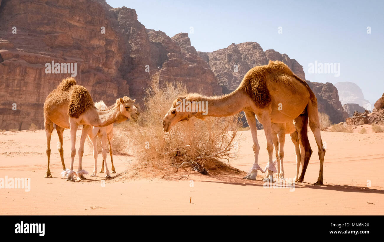 Camel eating breakfast in the desert of Wadi Rum with sandstone ...