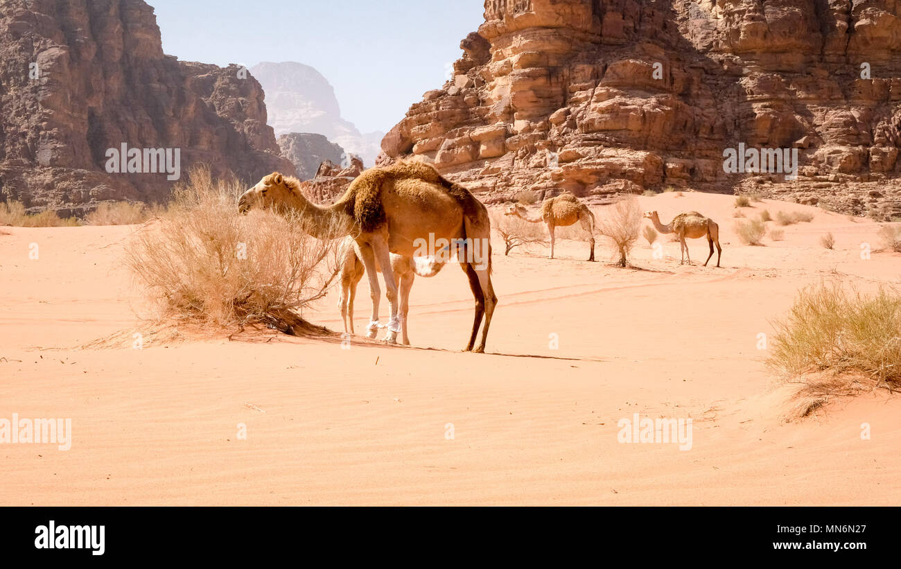 Camel eating breakfast in the desert of Wadi Rum with sandstone ...