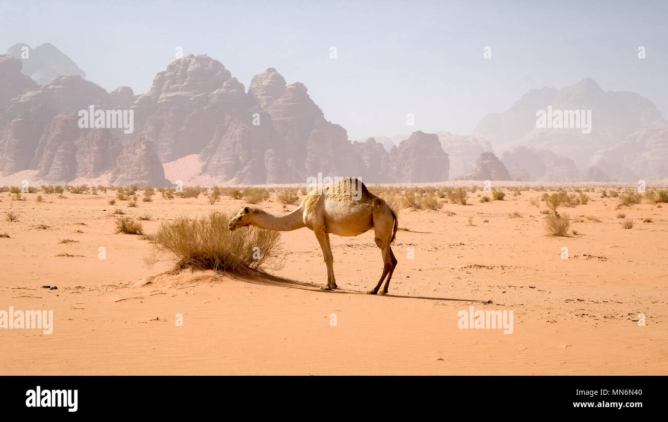 Camel eating breakfast in the desert of Wadi Rum with sandstone ...