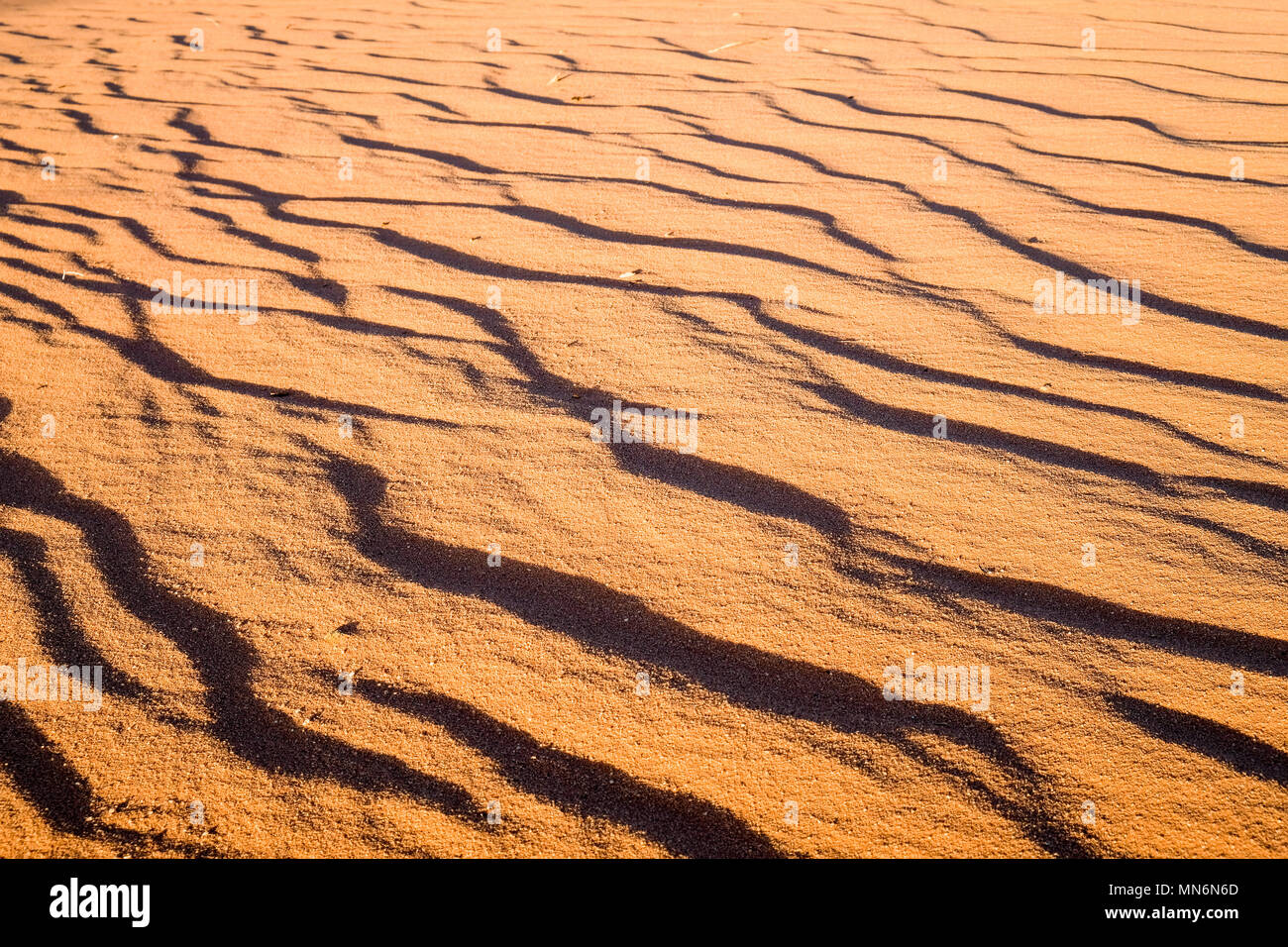 Windblown ripples and sand patterns on the surface of a pink sand dune ...