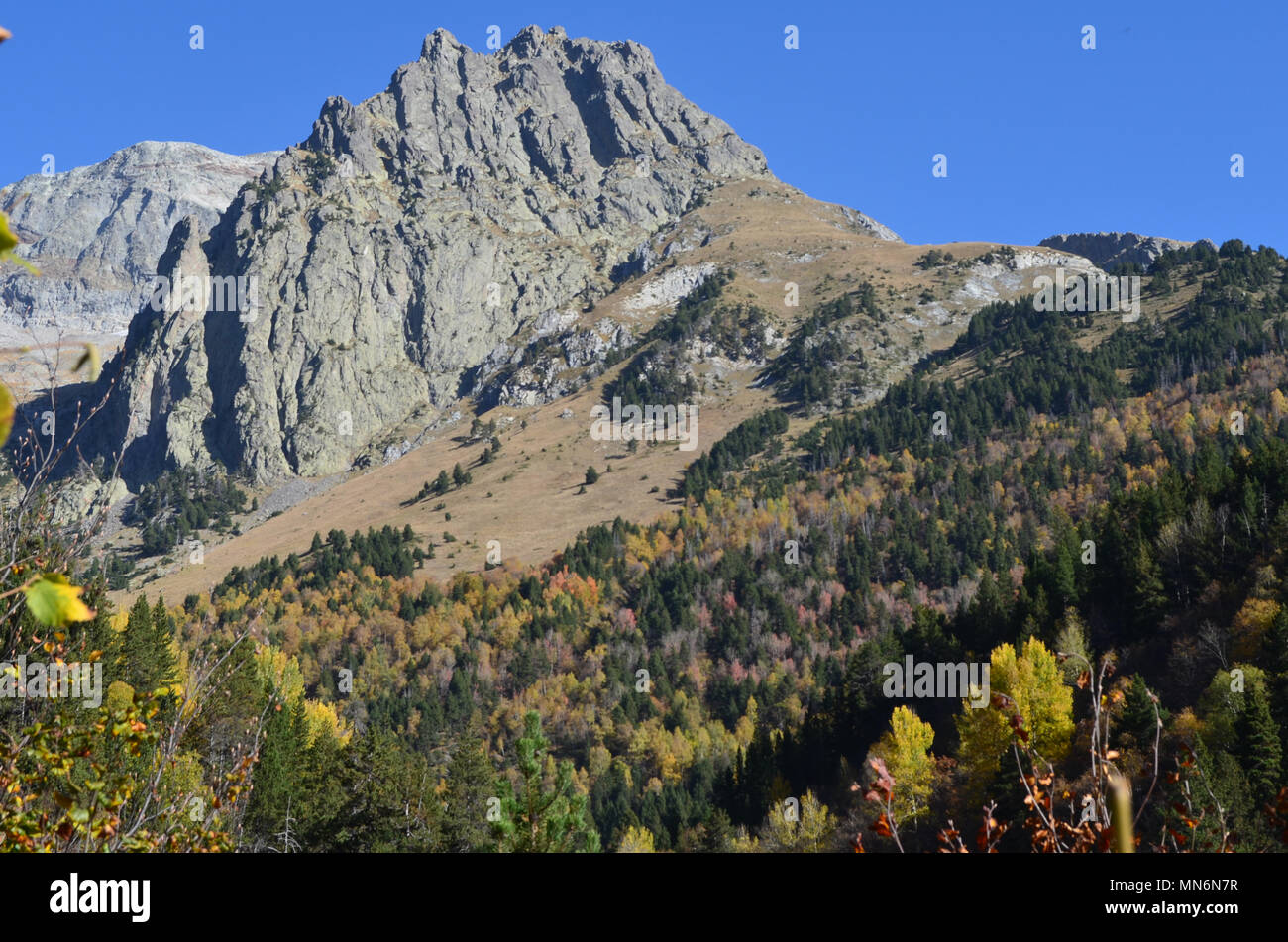 Autumn colors in the mixed forests of Posets-Maladeta Natural Park ...