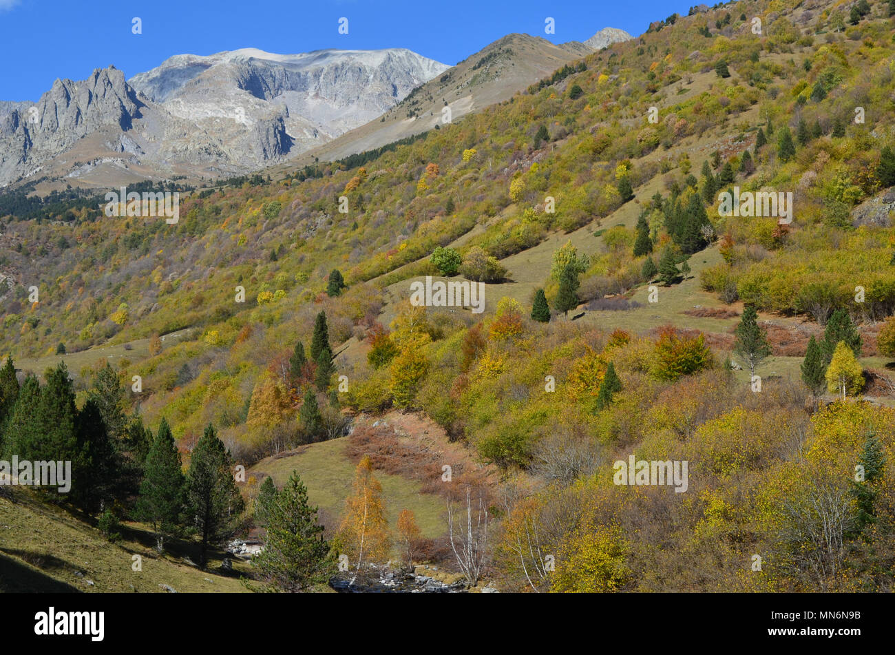 Autumn colors in the mixed forests of Posets-Maladeta Natural Park ...