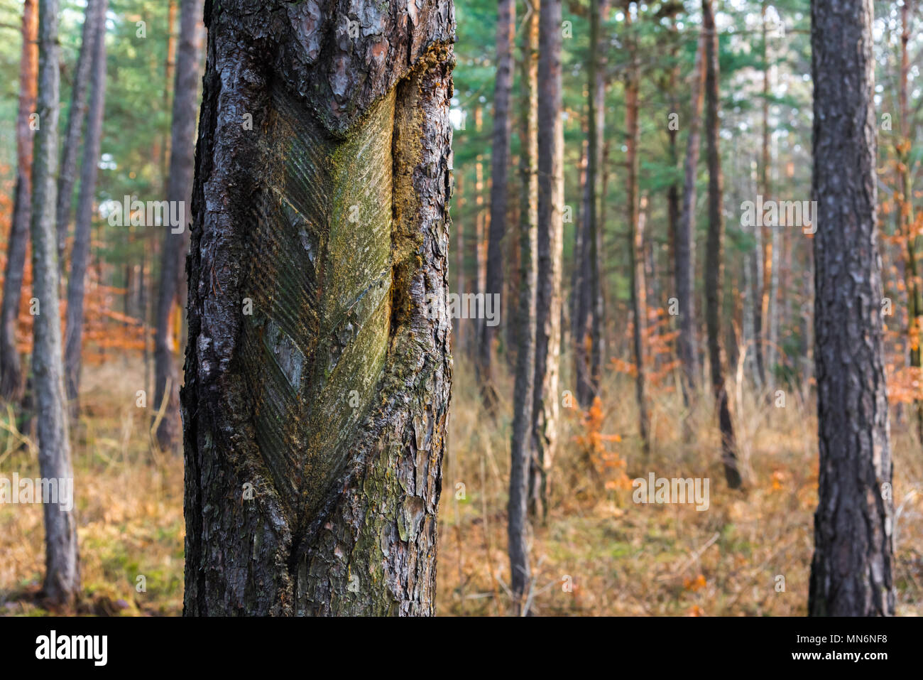 Resin tapping hi-res stock photography and images - Alamy