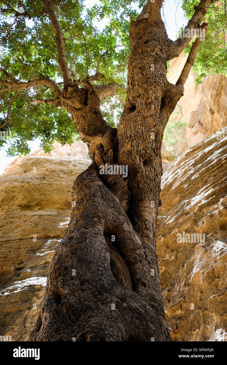Shadow under a tree in an arid climate siq Stock Photo - Alamy