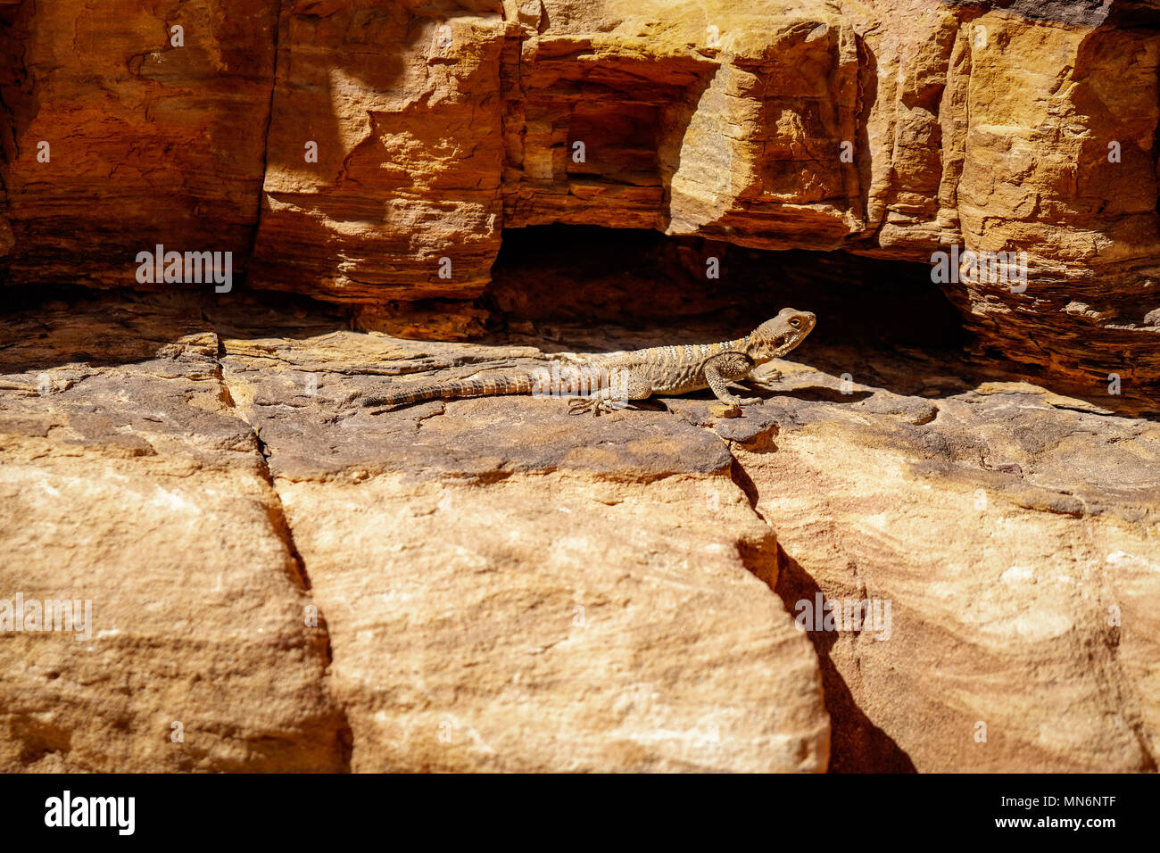 Middle eastern lizard sun bathing on hot stone Stock Photo - Alamy