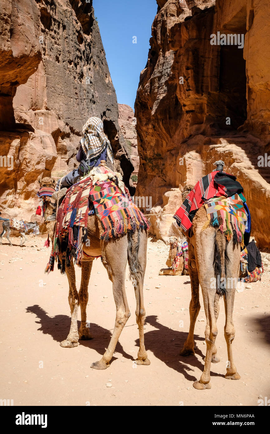 Bedouin ride a camel in Petra UNESCO World Heritage Site to transport ...