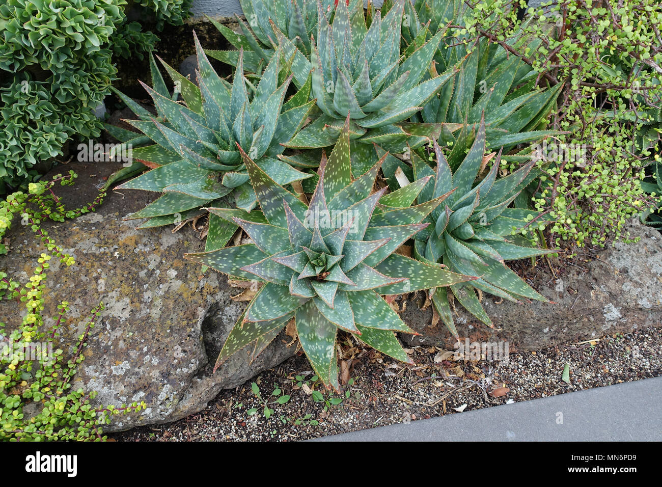 Aloe vera garden hi-res stock photography and images - Alamy