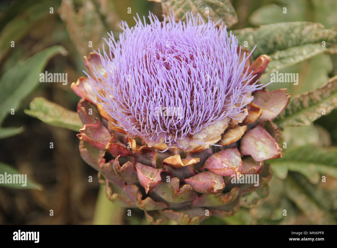 Giant thistle hi-res stock photography and images - Alamy