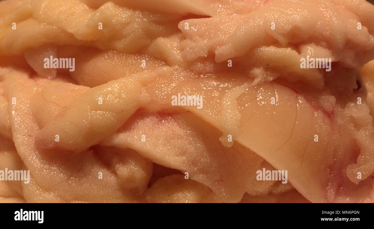 Bunch of fish hi-res stock photography and images - Alamy