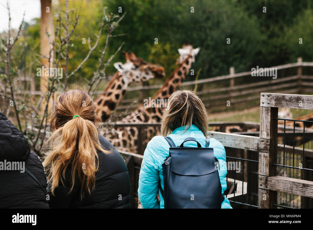 People or group of friends or guests of zoo look at giraffes Stock ...