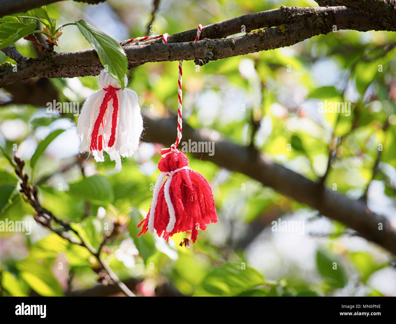 Martisor cherry tree hi-res stock photography and images - Alamy