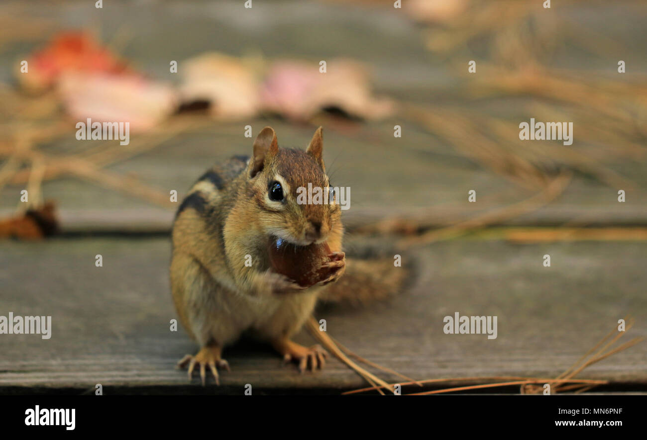 Stuff animal chipmunk hi-res stock photography and images - Alamy