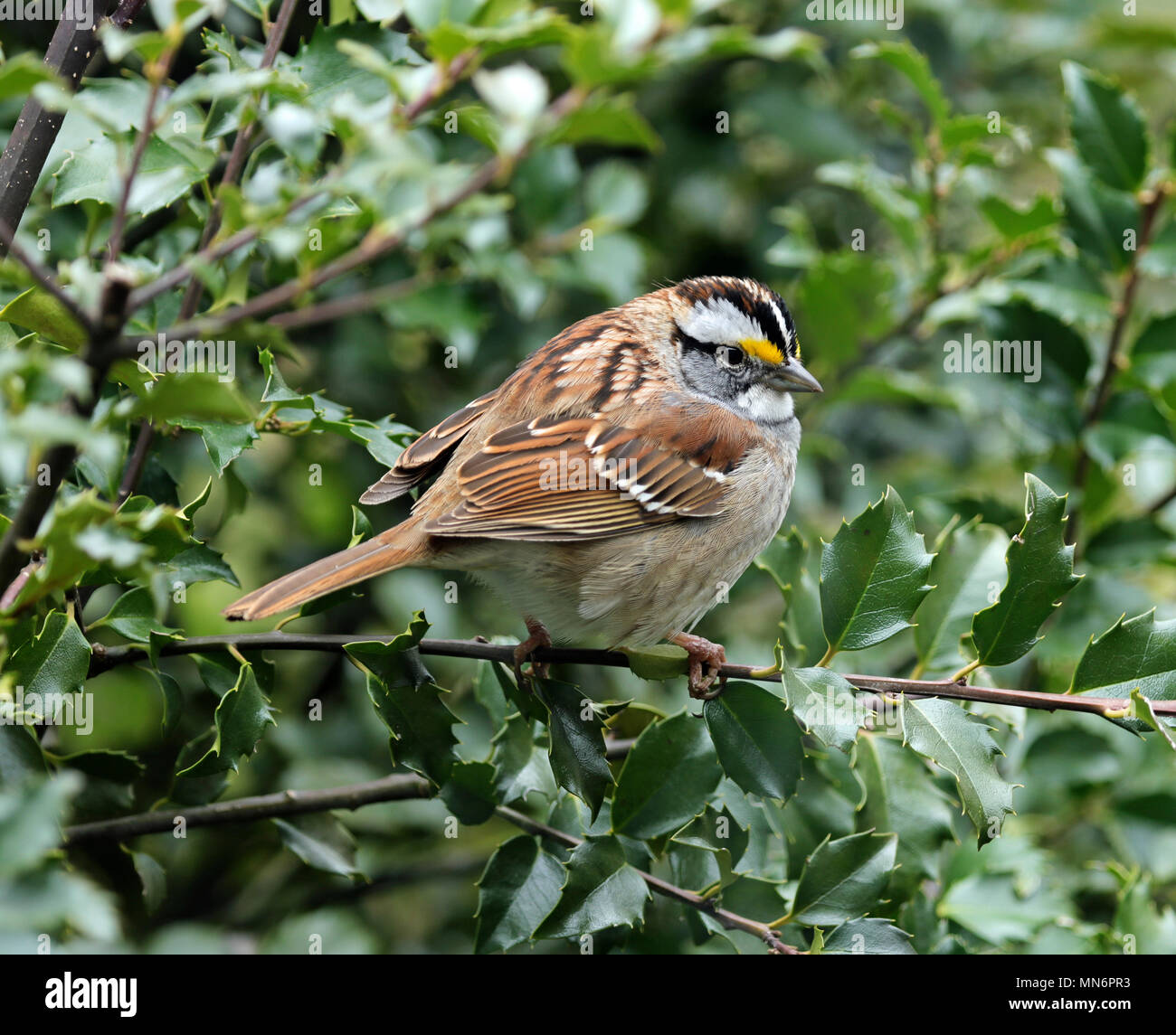 Conical bush hi-res stock photography and images - Alamy