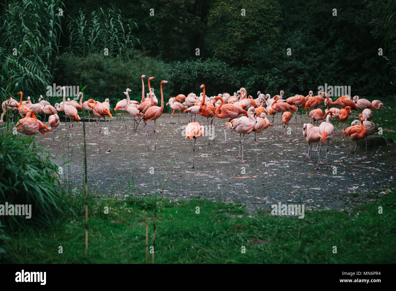 Flamingo habitat in zoo hi-res stock photography and images - Alamy