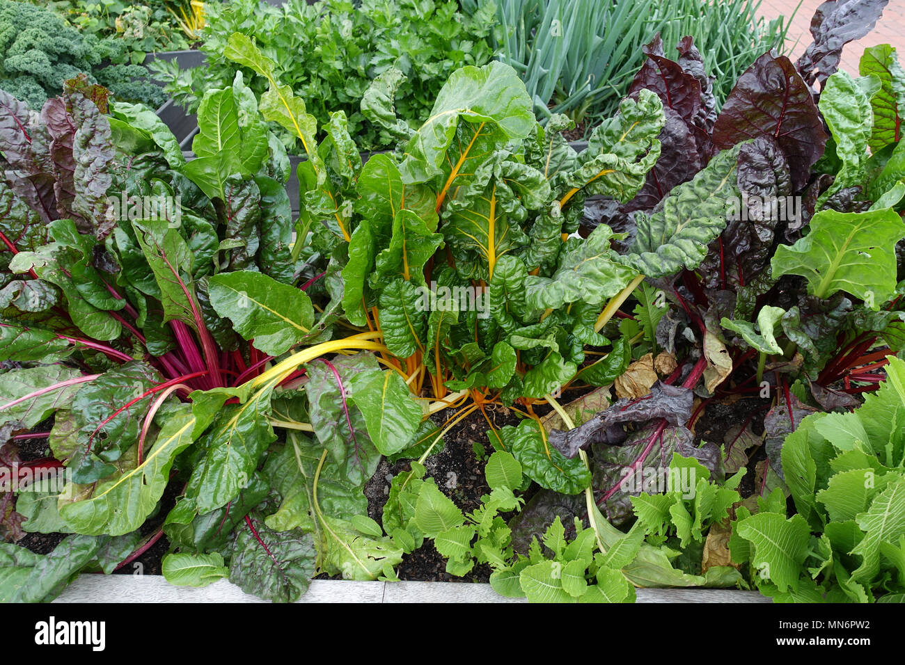 Rainbow swiss chard growing hi-res stock photography and images - Alamy