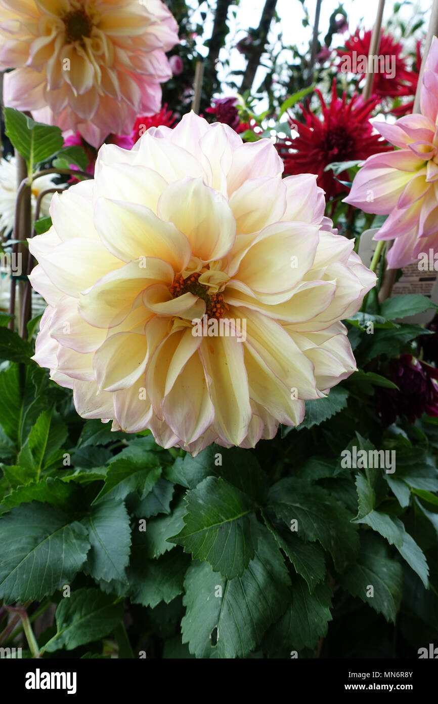 Kotara dahlias hi-res stock photography and images - Alamy