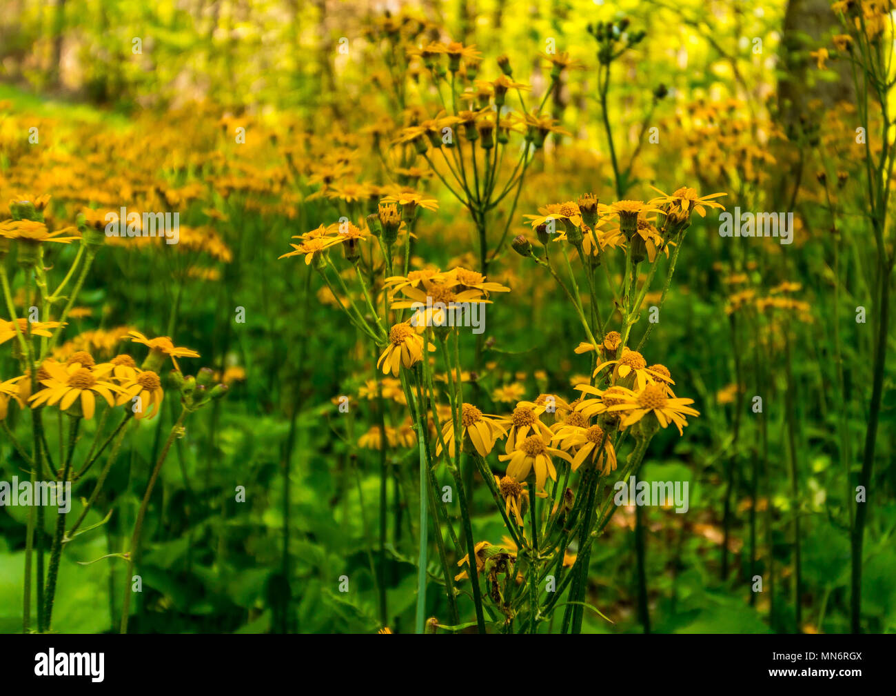 Field of Yellow Wildflowers Stock Photo - Alamy