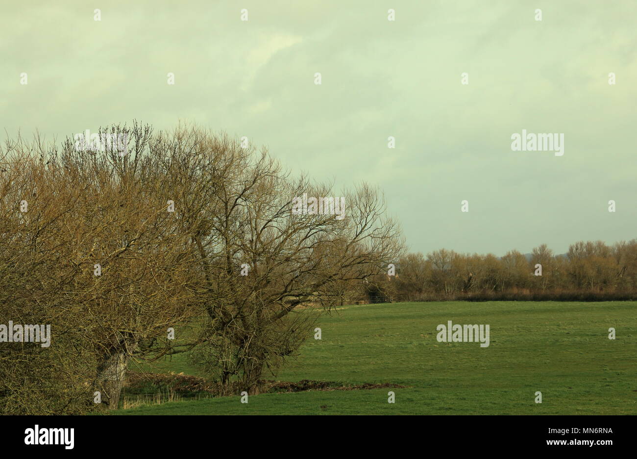 Athelney hi-res stock photography and images - Alamy