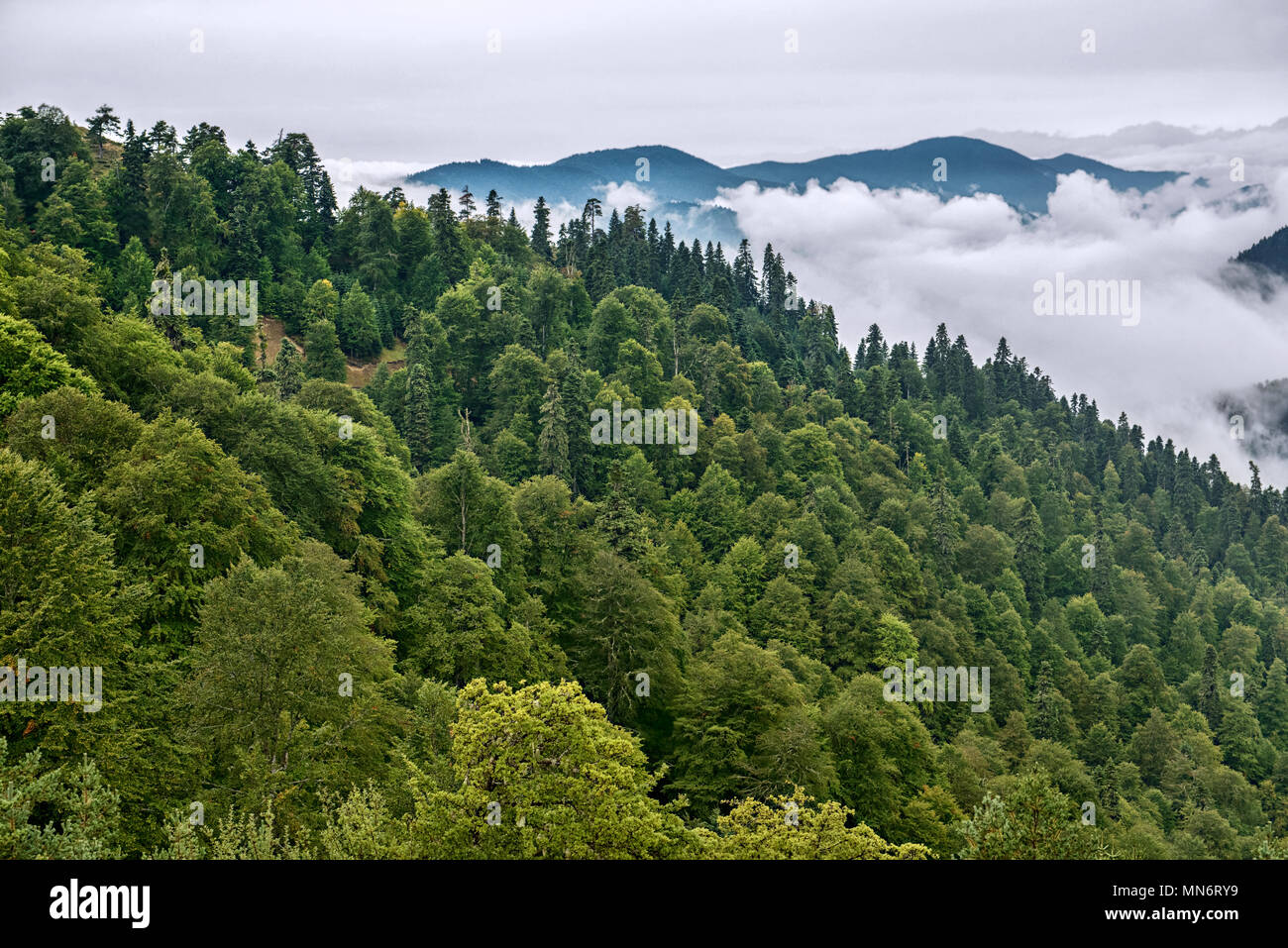 Lush green forest hi-res stock photography and images - Alamy