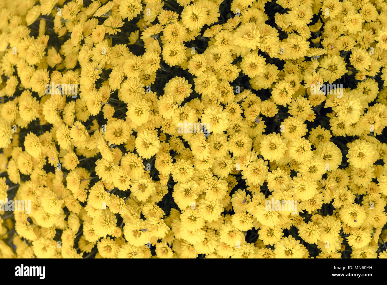 Yellow flowers texture hi-res stock photography and images - Alamy