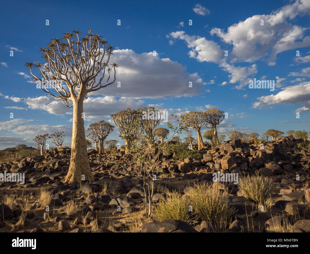 Quiver Tree Forest at Sunset- Namibia Stock Photo - Alamy