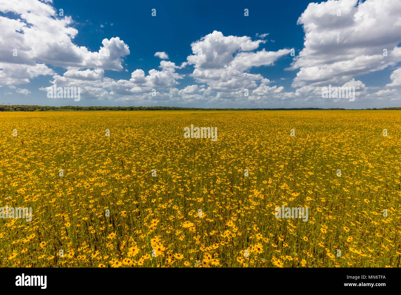 Yellow Florida Tickseed or Coreopsis floridana in bloom in Myakka River ...